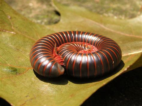 Free Millipede Pictures [100 ] Millipede Pictures For Free