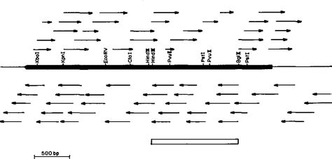 Figure 1 From Complete Nucleotide Sequence Of The Streptococcal C5a Peptidase Gene Of
