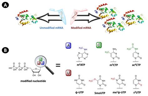 Jena Bioscience Gmbh Nucleoside Base Modifications Stratech