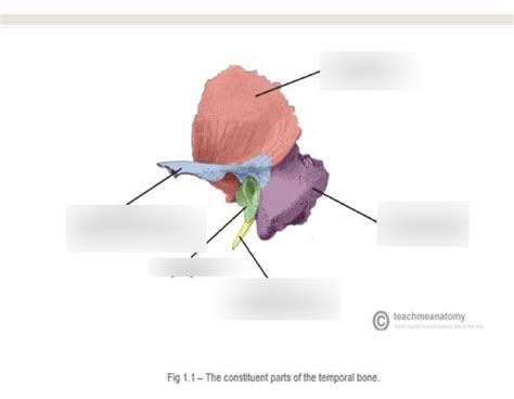 Diagram Of Temporal Bone Quizlet