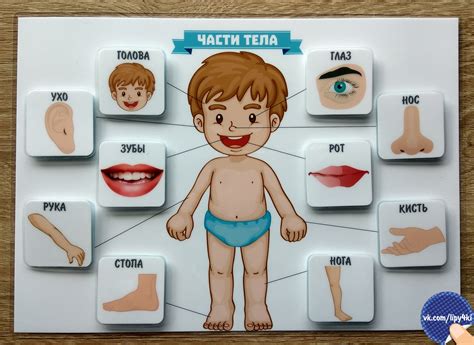 Части тела картинки для детей карточки - Фото подборки