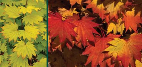 Golden Full Moon Maple Johnson S Nursery KB