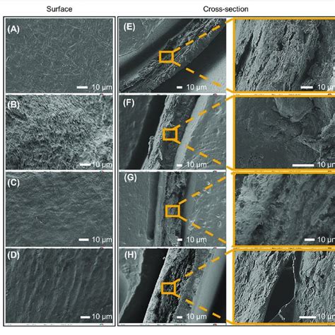 Surface Characterization Using Scanning Electron Microscopy Sem Download Scientific