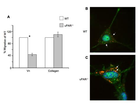 Endothelial Cell Migration On Vn And Upa Pai 1 Co Localization Are Download Scientific Diagram