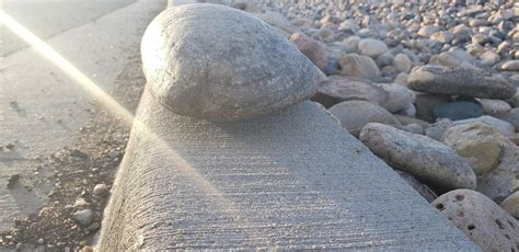 Fossil Mollusk R Fossilid