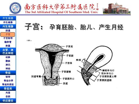 女性生殖系统解剖word文档在线阅读与下载无忧文档