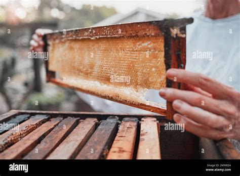 Honeycomb Beekeeping And Bee Farming Honey With Natural Product