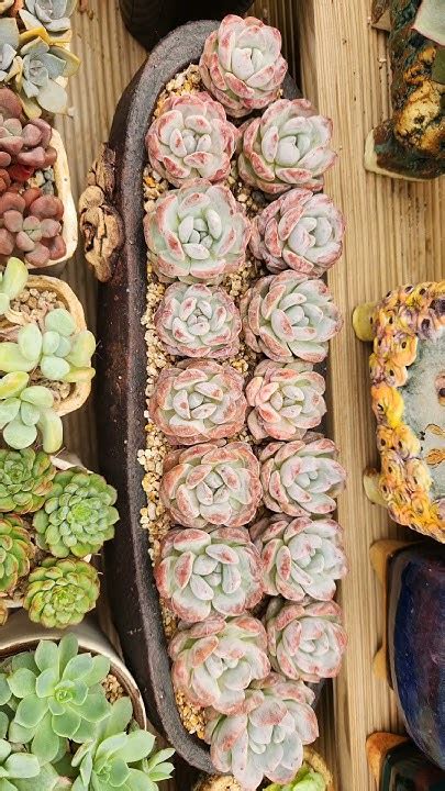 센세이션 로라 집시금 짚시금 먼로 다육 Youtube