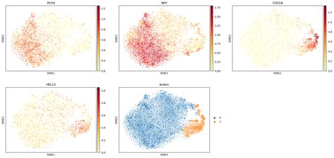 Generalizing Rna Velocity To Transient Cell States Through Dynamical Modeling Velocity Scvelo