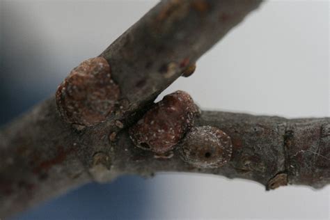 Citrus Enthusiast Common Citrus Diseases And Pests