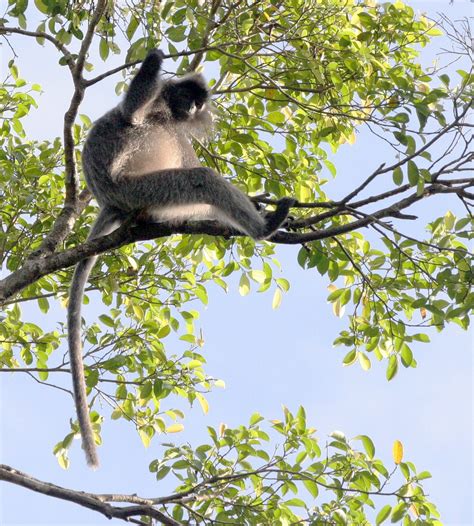 Trachypithecus Cristatus Silvered Langur — Coke Smith Wildlife