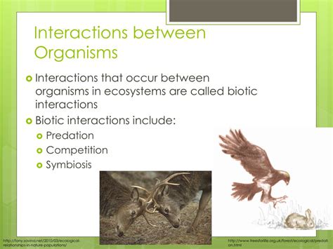 Ppt Introduction To Population Dynamics Powerpoint Presentation Free Download Id 3641476