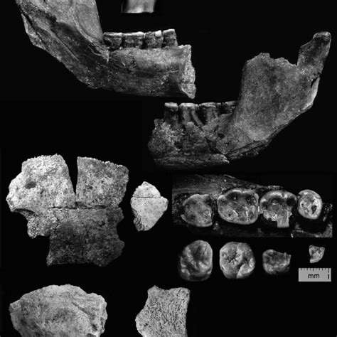 Pdf Early Pleistocene Homo Erectus Fossils From Konso Southern Ethiopia