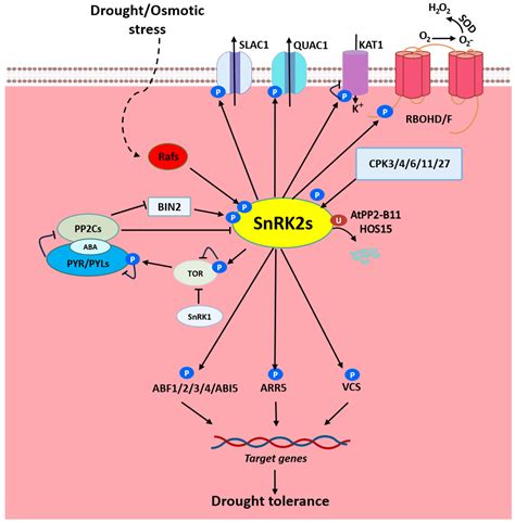 Snrk2s Kinases Or Substrates