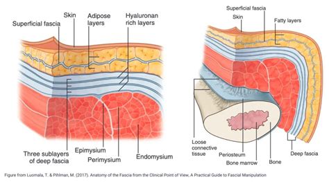 Layer Under Skin Fascia