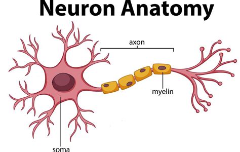 Neurons In The Brain Diagram