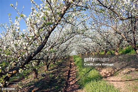 Primrose Path Photos And Premium High Res Pictures Getty Images
