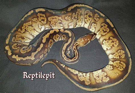 Bambino Ball Python Traits Morphpedia Bambino Ball Python Traits Morphpedia
