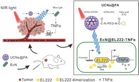 Schematic Representation Of Upconversion Optogenetic System The Download Scientific Diagram