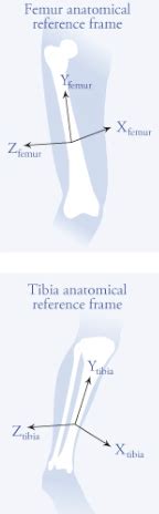 Suggestion Visualize Body S Axis In Body S COM Location Issue 1441 Opensim Org Opensim