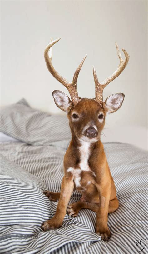 Animali Mai Visti Le Opere Bestiali Di Unartista Del Photoshop