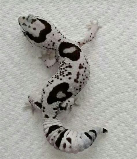 سلطانِ مارمولک چگونه با پرورش این خزندۀ کوچک ثروتمند شد؟