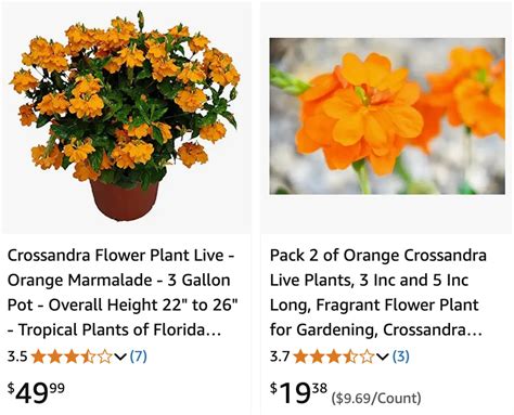 54 Species In Genus Crossandra
