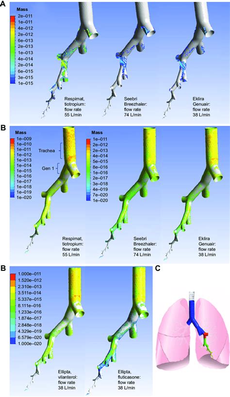 Particle Deposition Results Of Cfd Simulations And Receptor Densities Download Scientific