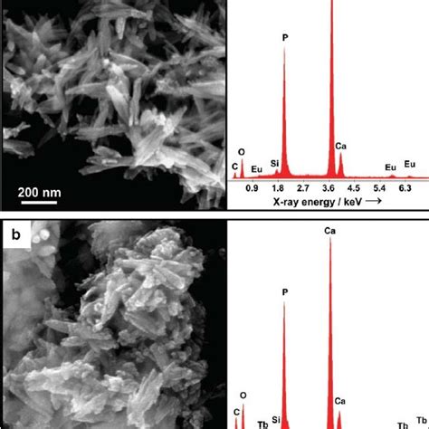 Scanning Electron Micrographs And Edx Spectra Of The Unfunctionalized