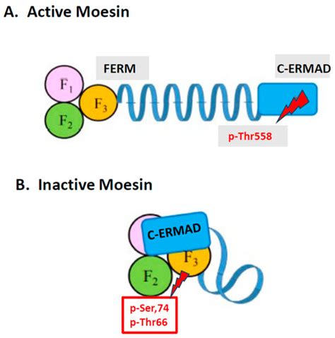 Potential Role Of Moesin In Regulating Mast Cell Secretion