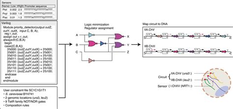 S Cerevisiae Circuit Design Using Cello 2 0 The Sensors A B And C Download Scientific