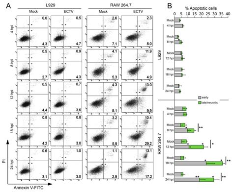 Ectromelia Virus Affects Mitochondrial Network Morphology Distribution