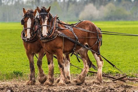 Livestock Worksheets