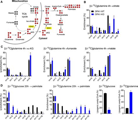 Opa1 Deficiency Induced Glutamine Dependent Reductive Carboxylation A