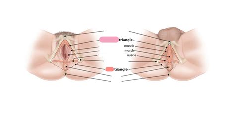 A P Final Diagram Quizlet
