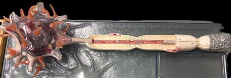 Neuron Model Nervous System Diagram Quizlet