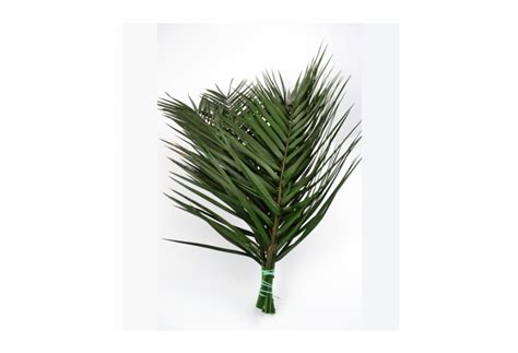Free Palm Branches Png Download Free Palm Branches Png Png Images