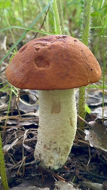 Грибник НАПАЛ на ГРИБНУЮ ПОЛЯНУ и был В ШОКЕ Youtube