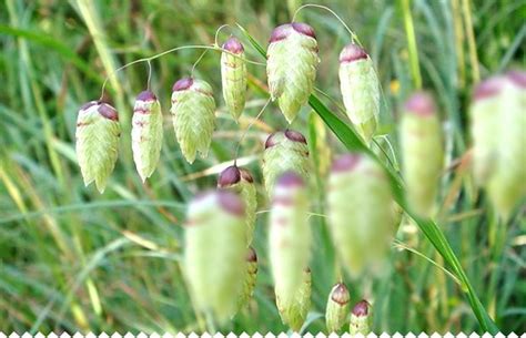 Amourette Une Fiche Plante Jaime
