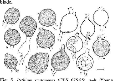Figure 1 From New Species Of Pythium And Phytophthora Semantic Scholar