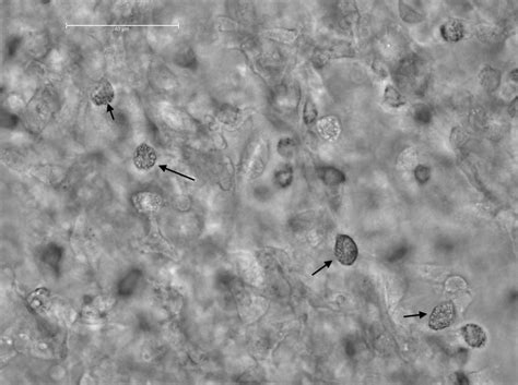 Questions With Answers In MICROSCOPY Scientific Method