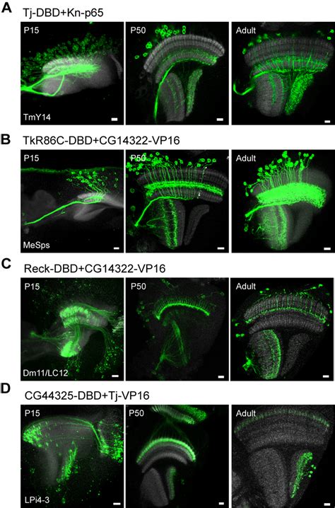 Developmental Characterization Of Selected Genespecific Split Gal4 Download Scientific Diagram