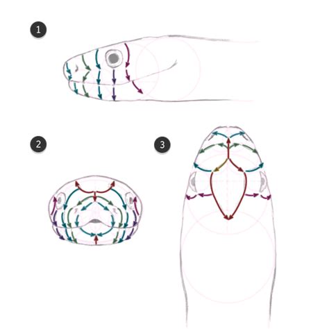 How To Draw A Snake Step By Step Guide