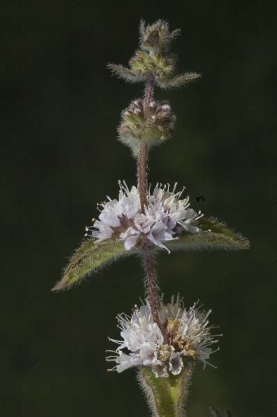 Mentha Pulegium L