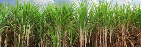 Qual é A Melhor época Para O Plantio Da Cana De Açúcar