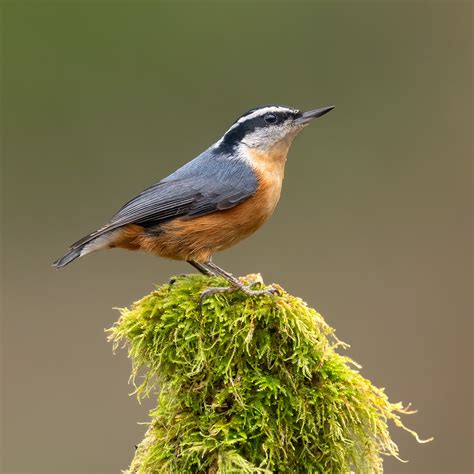 Red Breasted Nuthatch Victoria British Columbia Jake Levin Photography