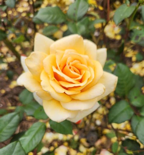 Rose Cannes Festival Bush Form Hello Hello Plants
