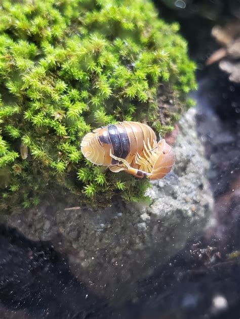 Two Of My Isopod Hopefully Mating R Isopods