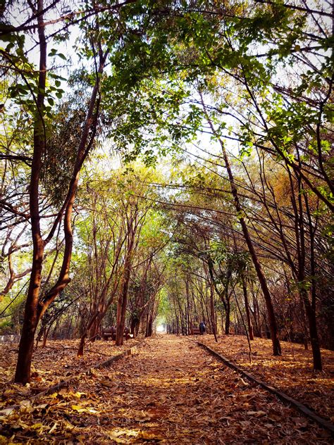 A Tree Tunnel Shot With A71 Pune India R Galaxyphotography