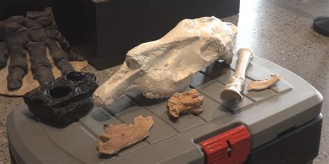 The 3d Printed Fossils Project At The Hagerman Fossil Beds National